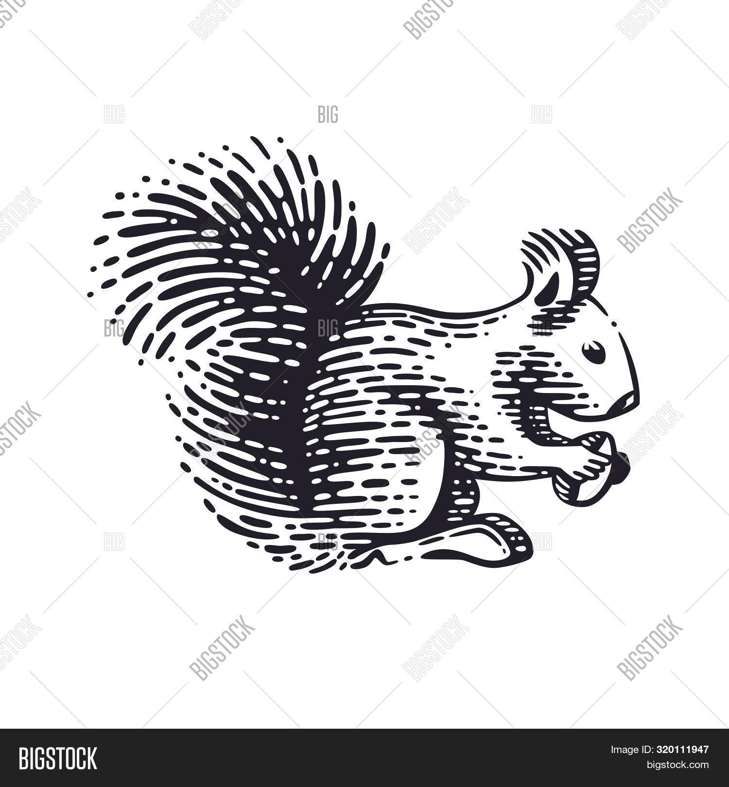 Squirrel. Vector Vector & Photo (Free Trial) | Bigstock