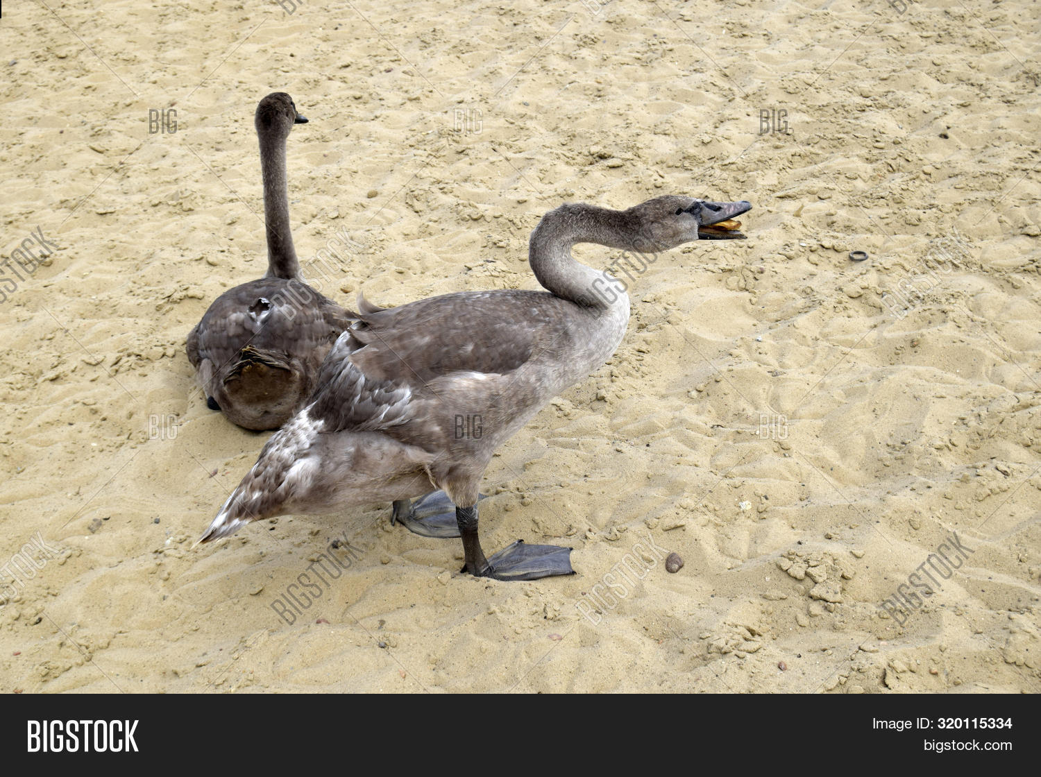 Imagen y foto Young Swans On Sand (prueba gratis) | Bigstock