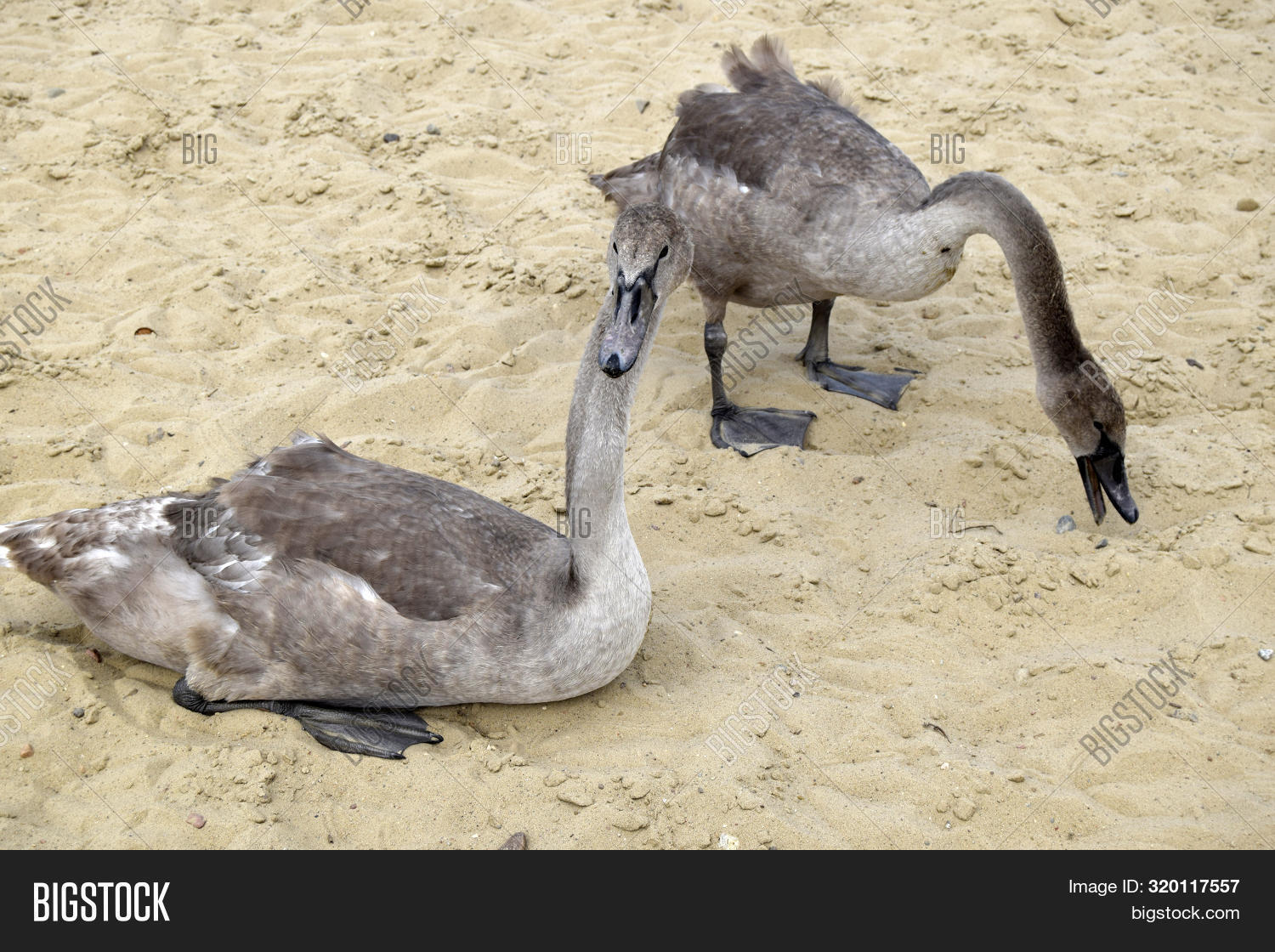 Young Swans On Sand. Image & Photo (Free Trial) | Bigstock