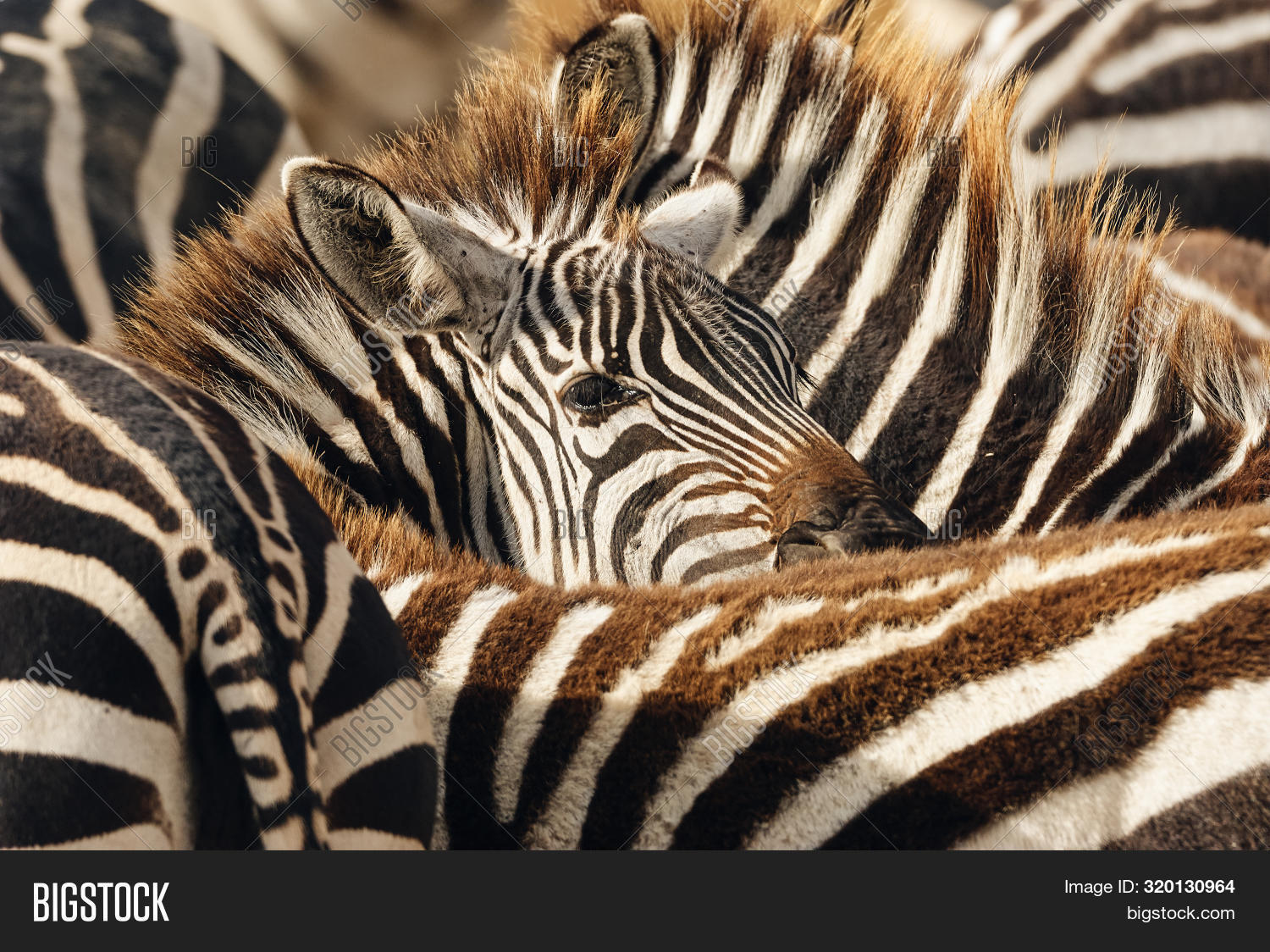 Portrait Beautiful Image & Photo (Free Trial) | Bigstock