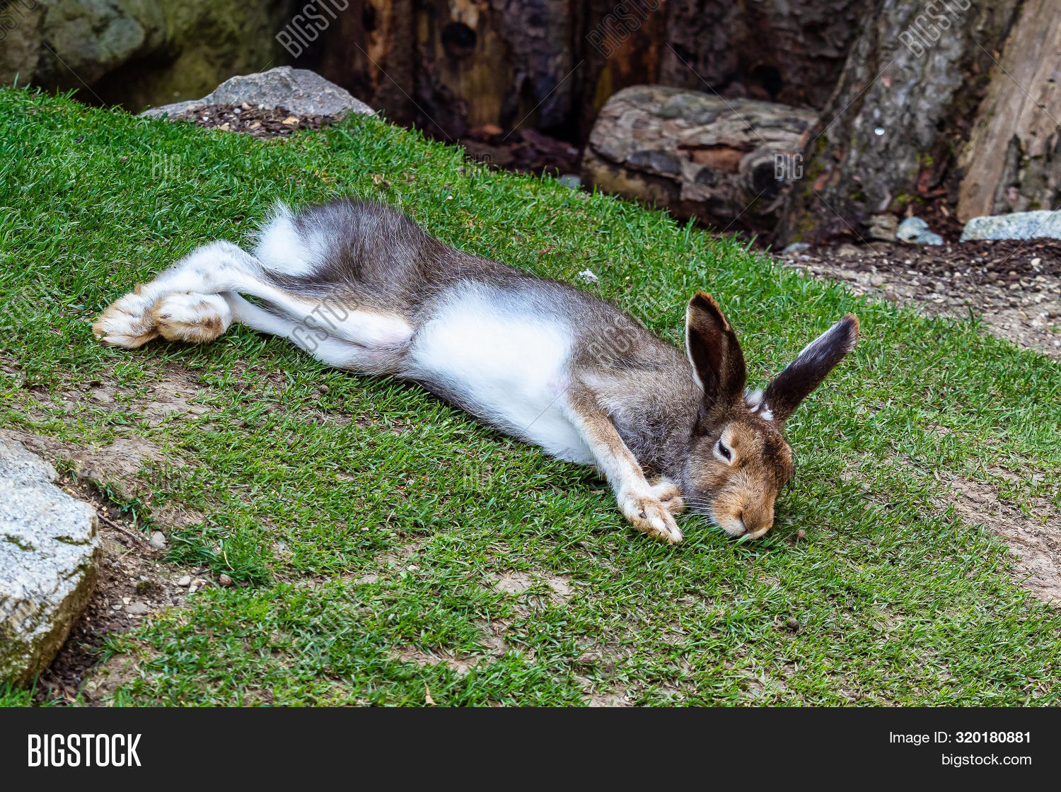 Mountain Hare, Lepus Image & Photo (Free Trial) | Bigstock