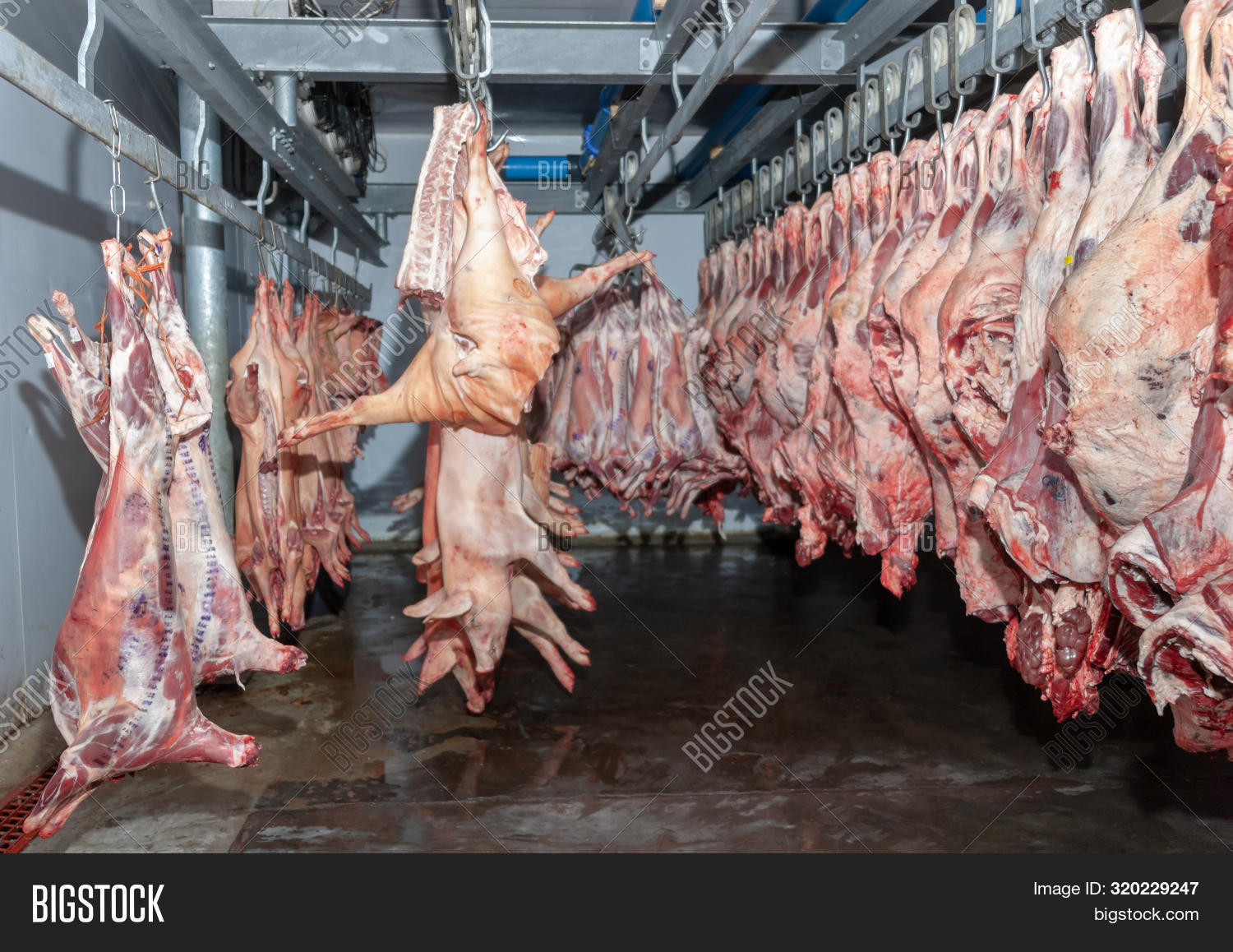 Pigs Hanging On Image & Photo (Free Trial) | Bigstock