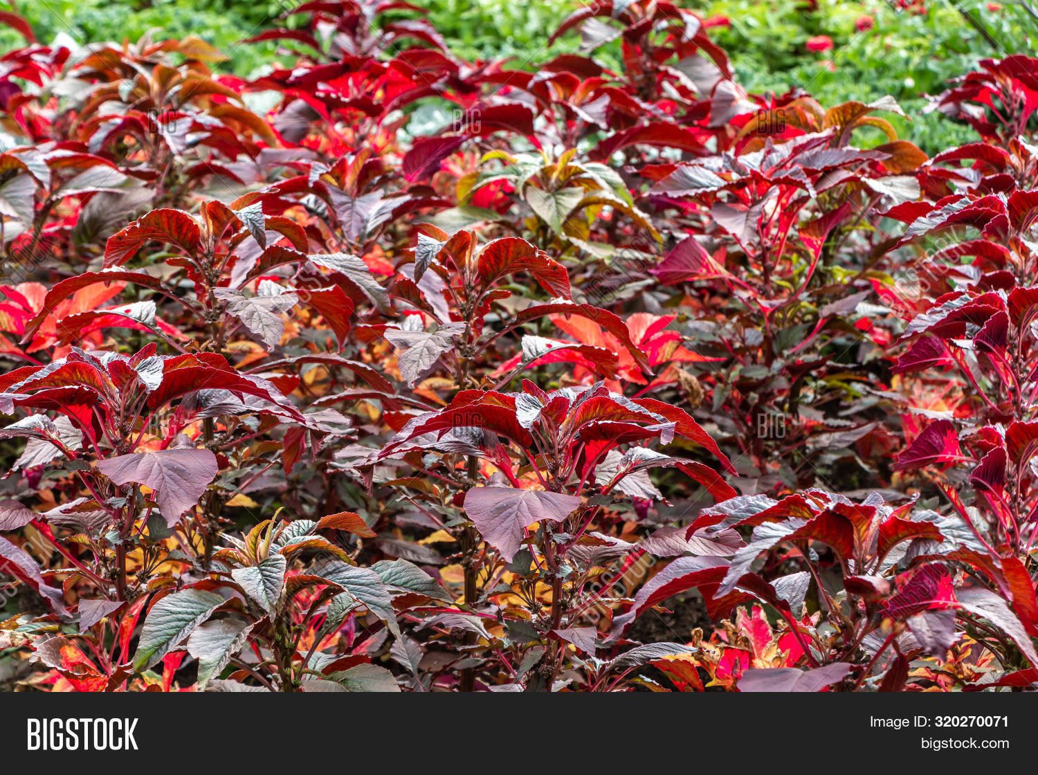 Beautiful Red Curved Image & Photo (Free Trial) | Bigstock
