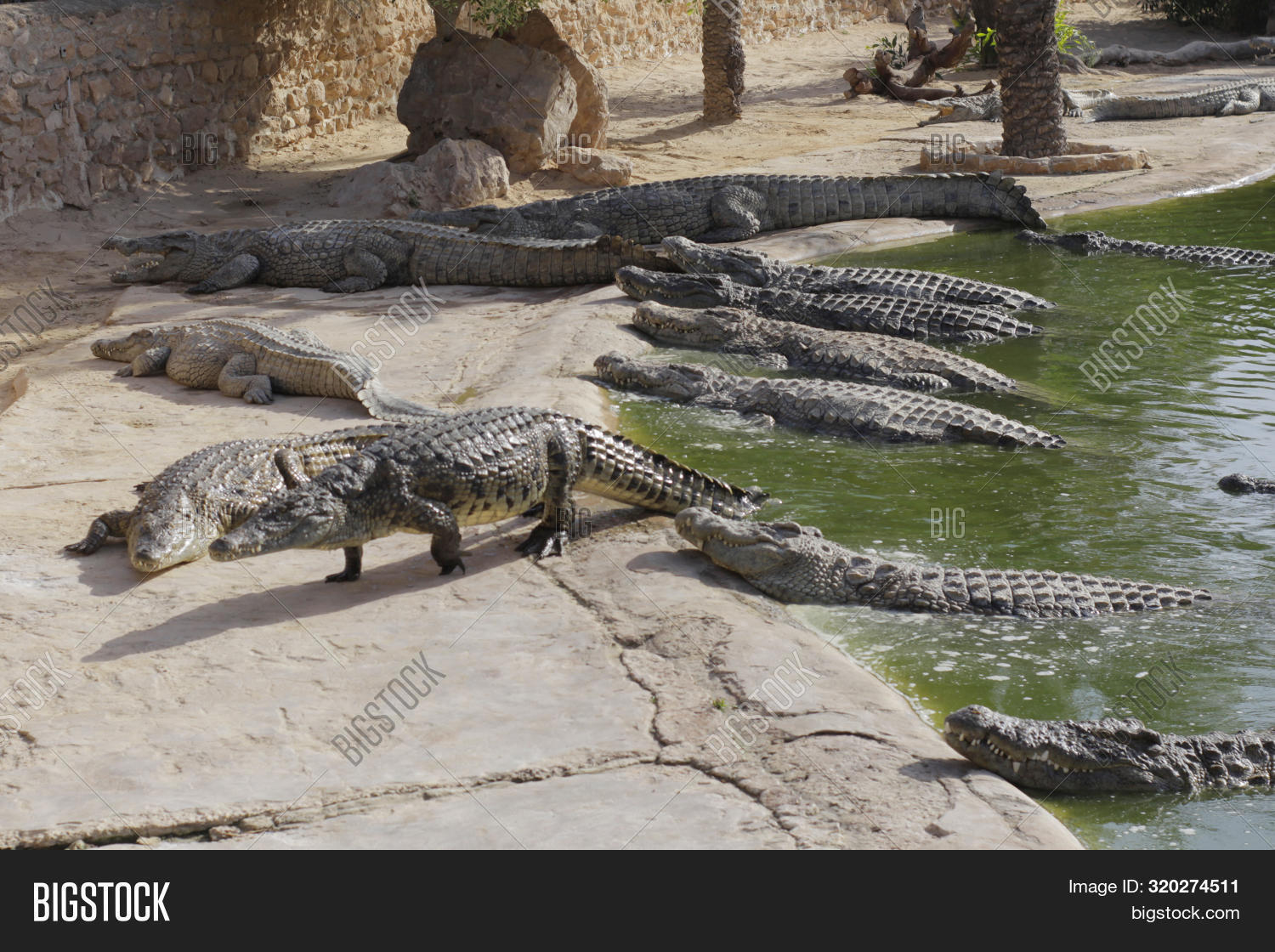Crocodiles Bask Sun. Image & Photo (Free Trial) | Bigstock