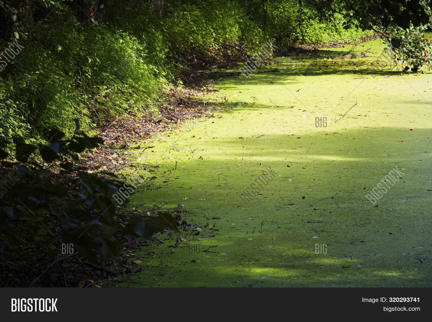 Swamp Duckweed Green Image & Photo (Free Trial) | Bigstock