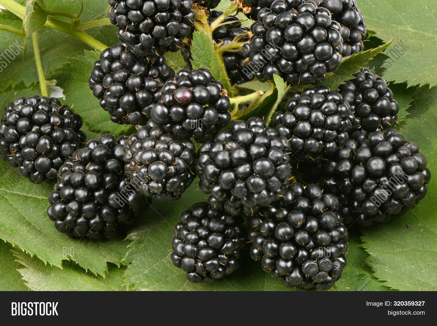 Blackberry Garden. Image & Photo (Free Trial) | Bigstock