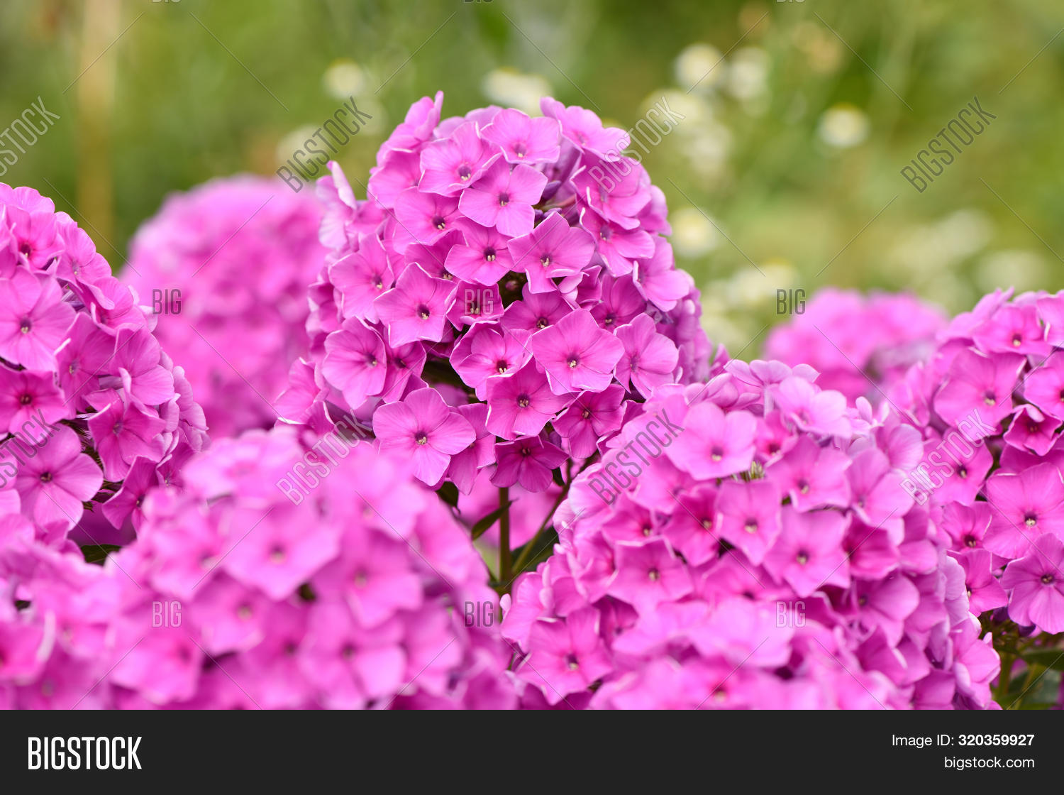 Violet Flowers Phlox ( Image & Photo (Free Trial) | Bigstock
