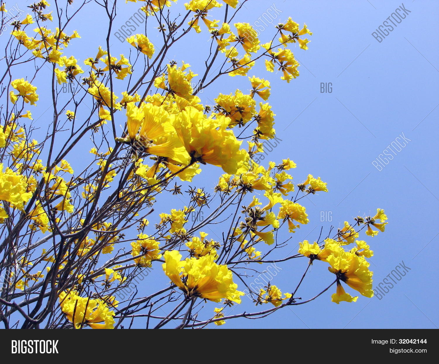 Yellow Poui Tabebui Image & Photo (Free Trial) | Bigstock