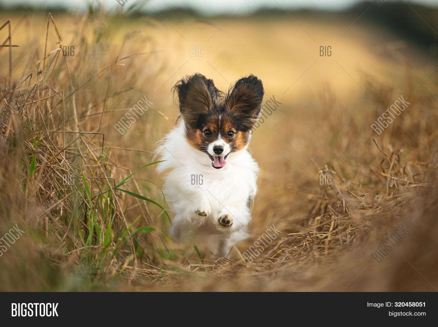 Happy Crazy Papillon Image & Photo (Free Trial) | Bigstock