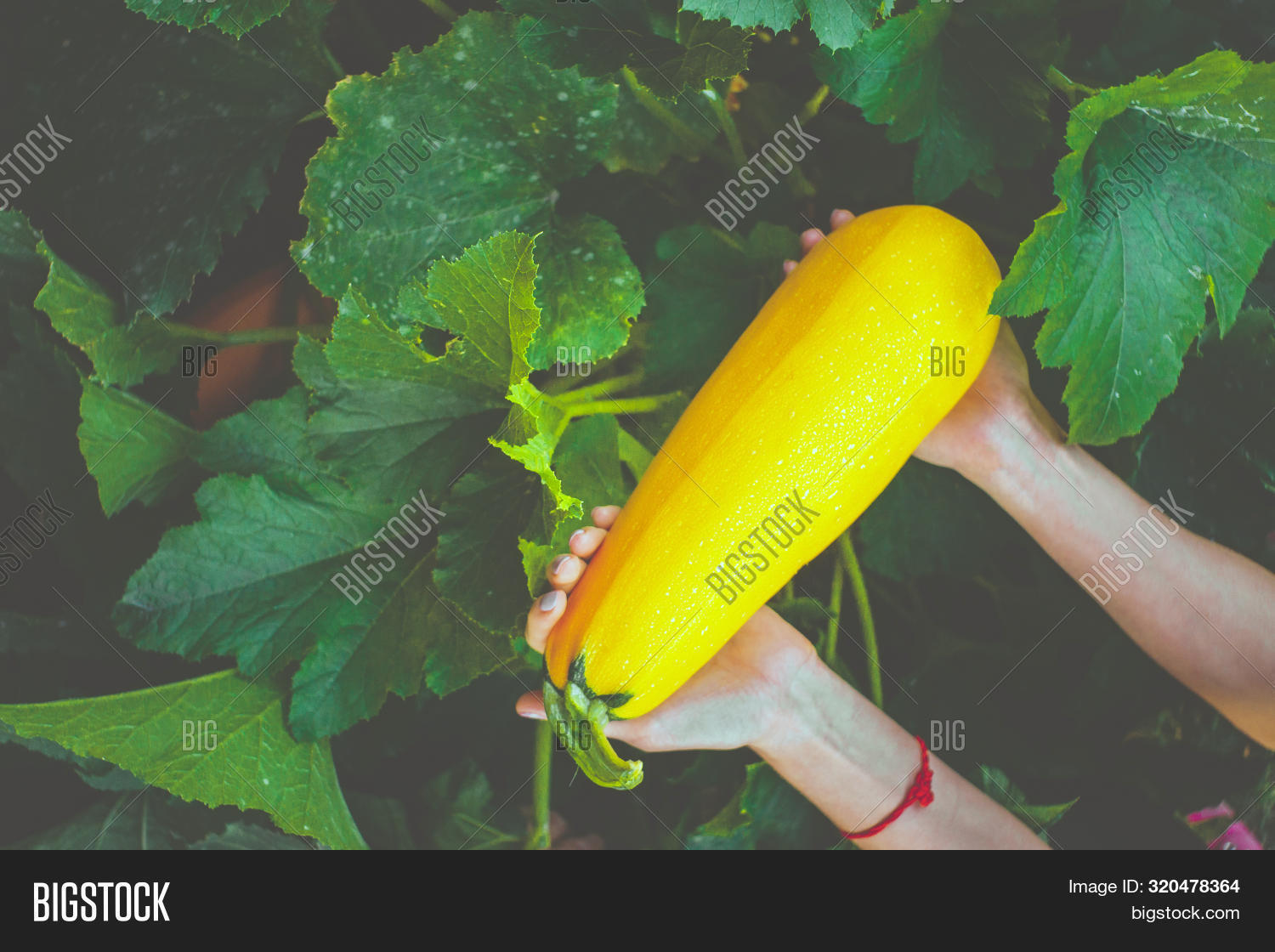 Yellow Zucchini Image & Photo (Free Trial) | Bigstock