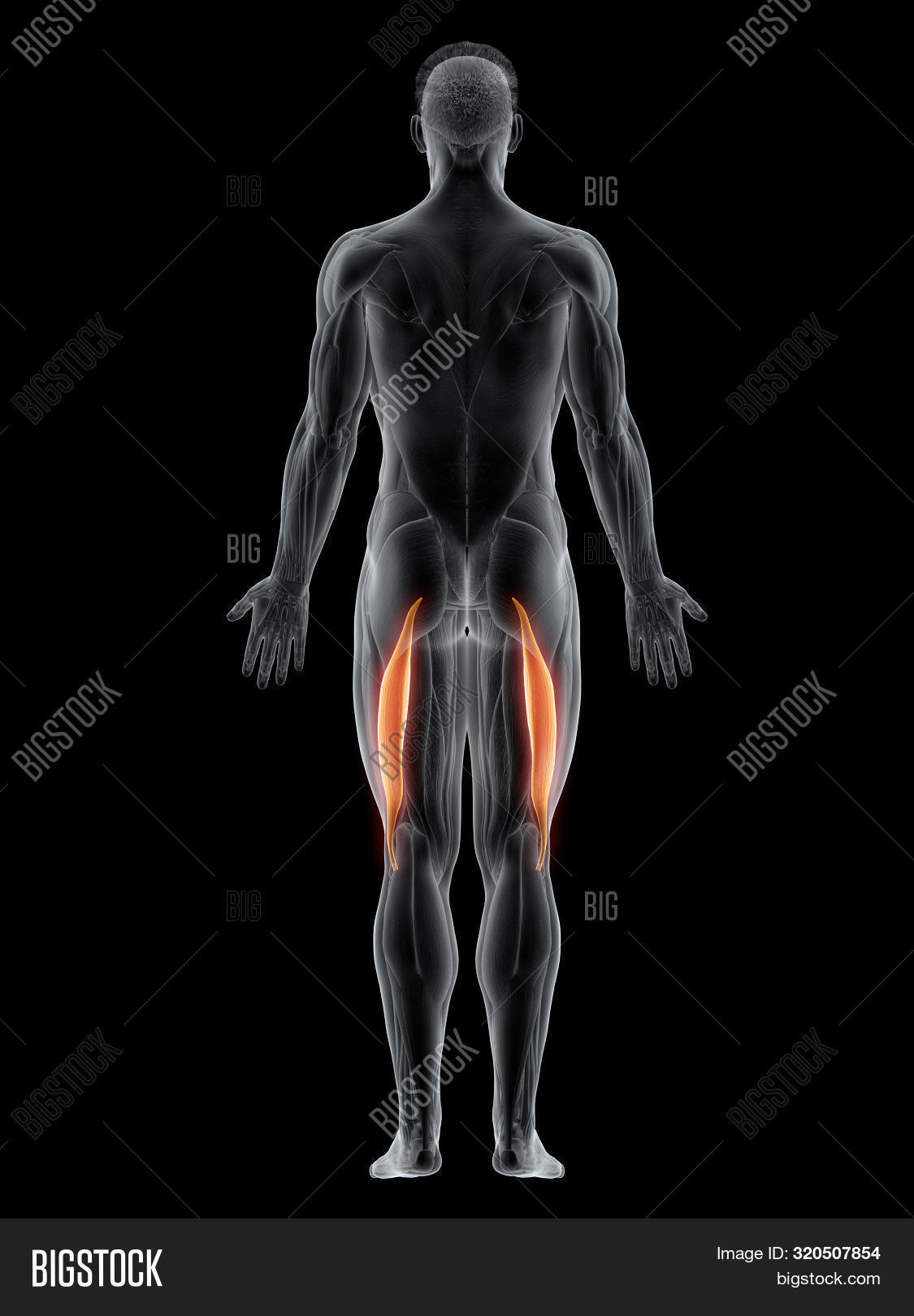 3d Rendered Muscle Image & Photo (Free Trial) | Bigstock