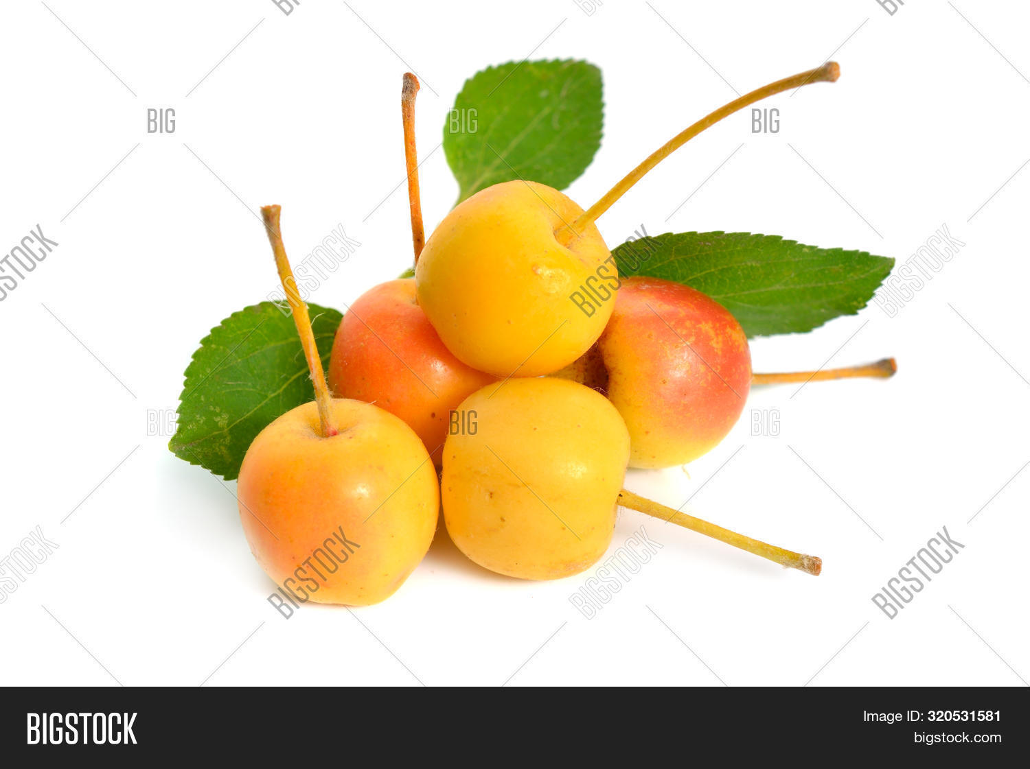 Malus Baccata Known By Image & Photo (Free Trial) | Bigstock