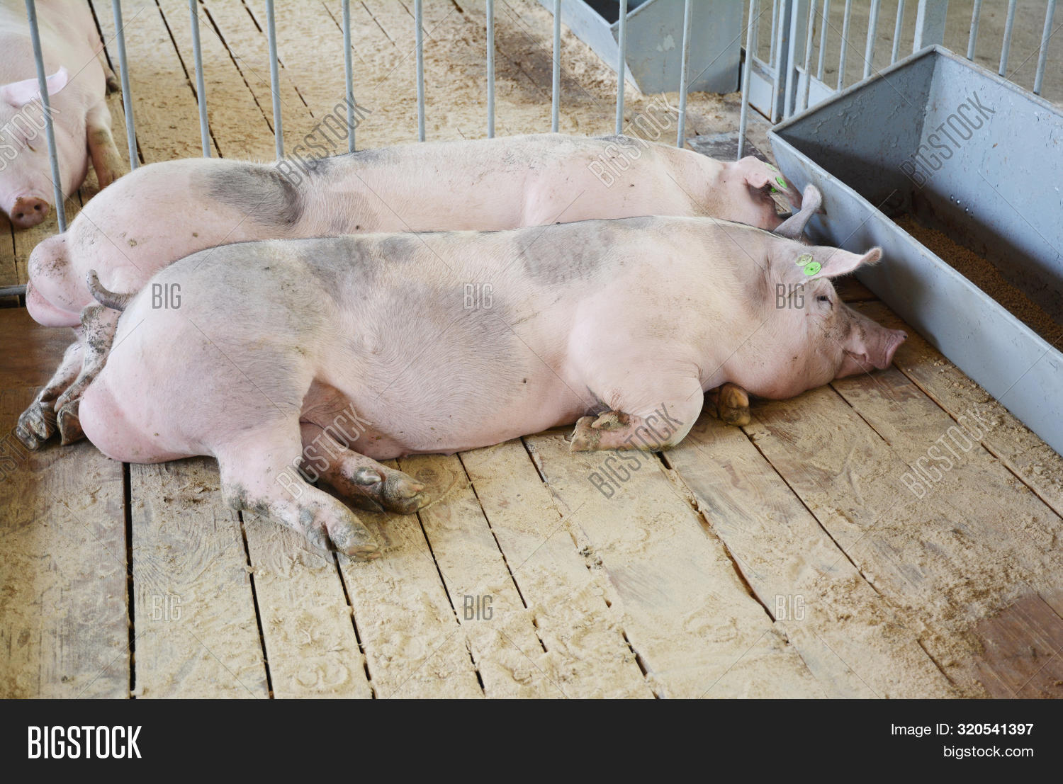Pigs On Countryside Image & Photo (Free Trial) | Bigstock