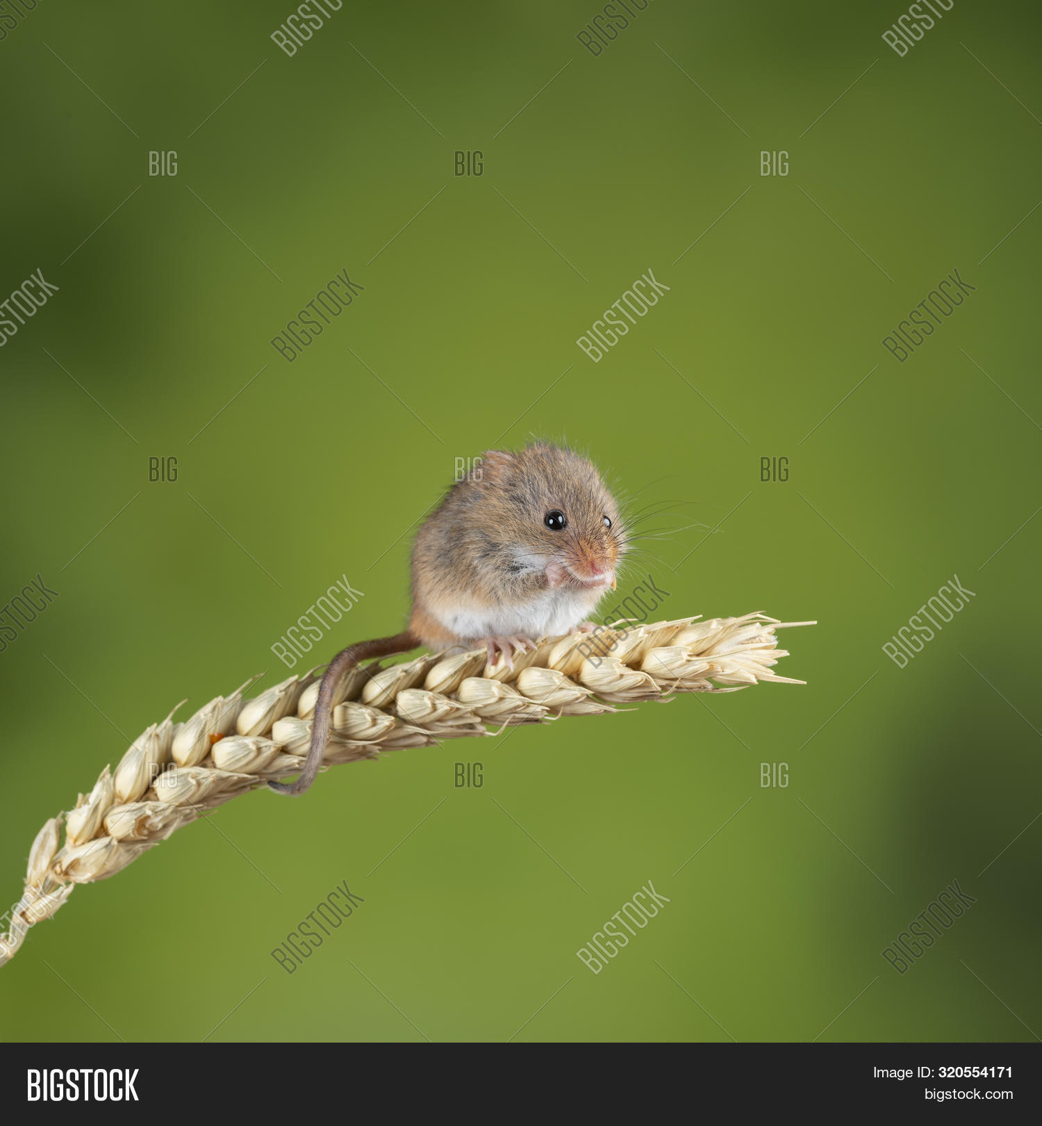 Cute Harvest Mice Image & Photo (Free Trial) | Bigstock