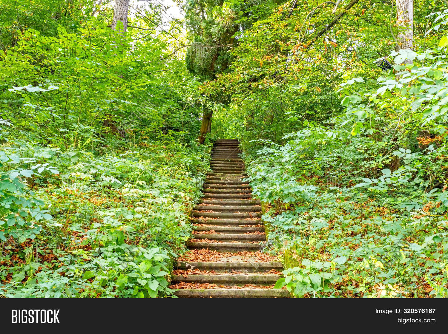 Beautiful Green Forest Image & Photo (Free Trial) | Bigstock