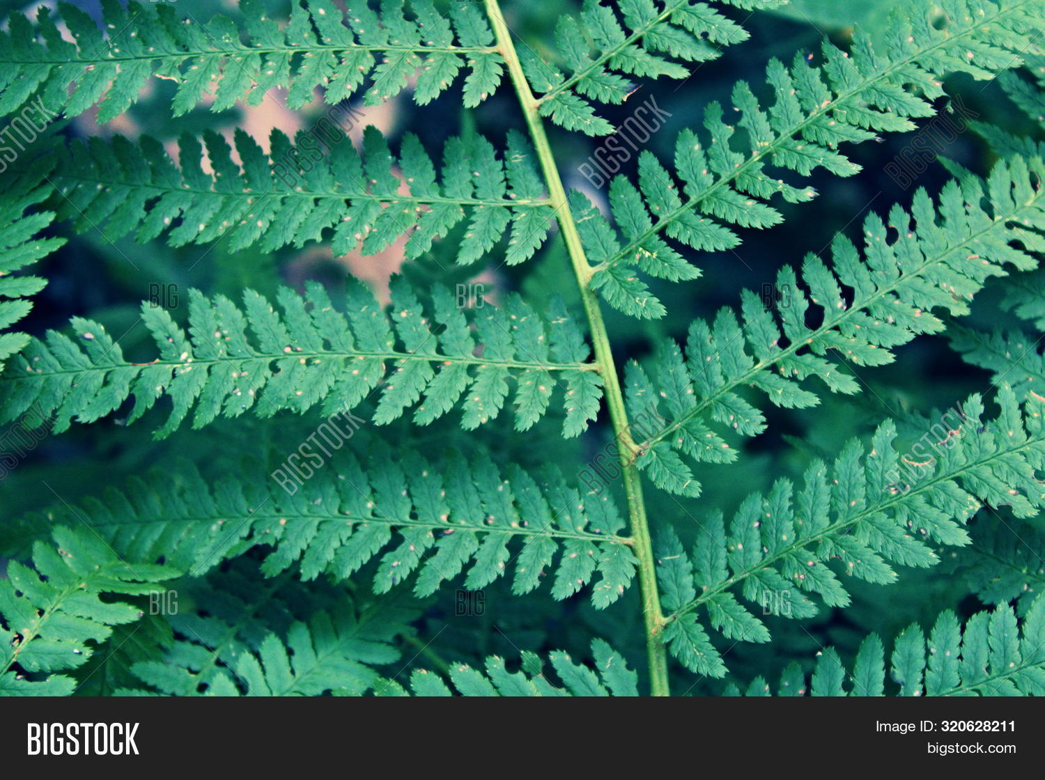 Fern Macro Photography Image & Photo (Free Trial) | Bigstock