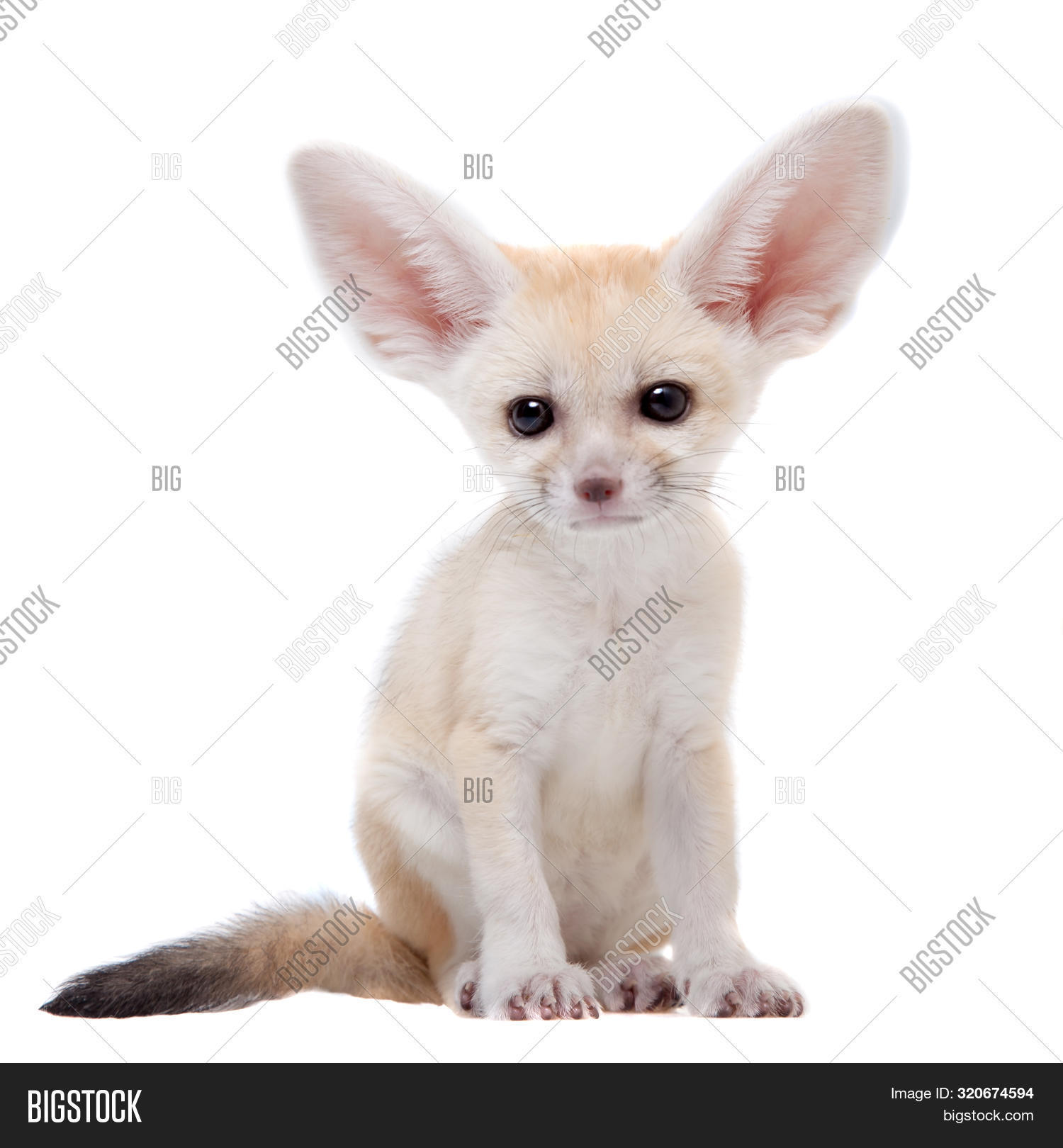 Pretty Fennec Fox Cub Image & Photo (Free Trial) | Bigstock