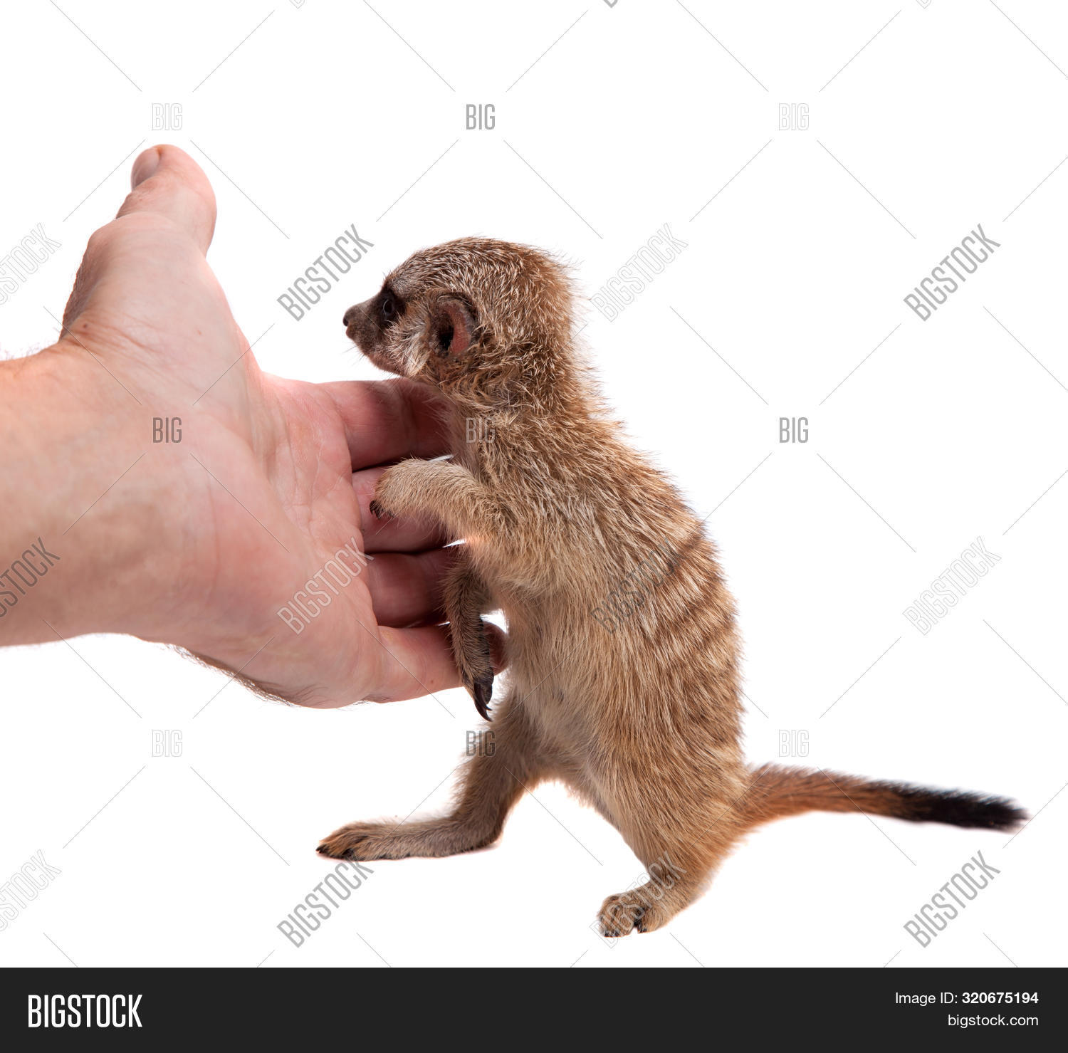 Meerkat Suricate Cub, Image & Photo (Free Trial) | Bigstock
