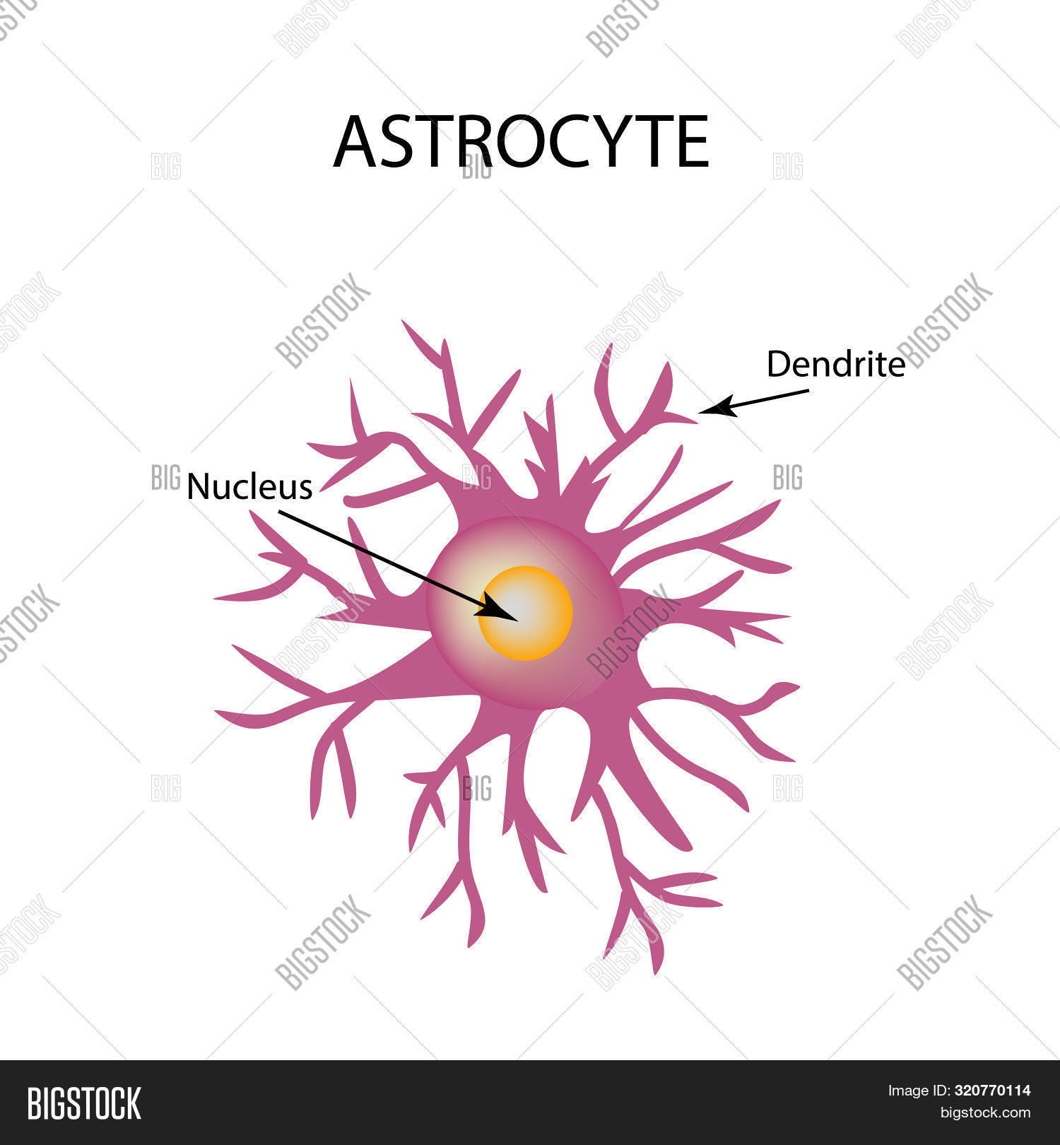 Astrocyte Structure. Image & Photo (Free Trial) | Bigstock