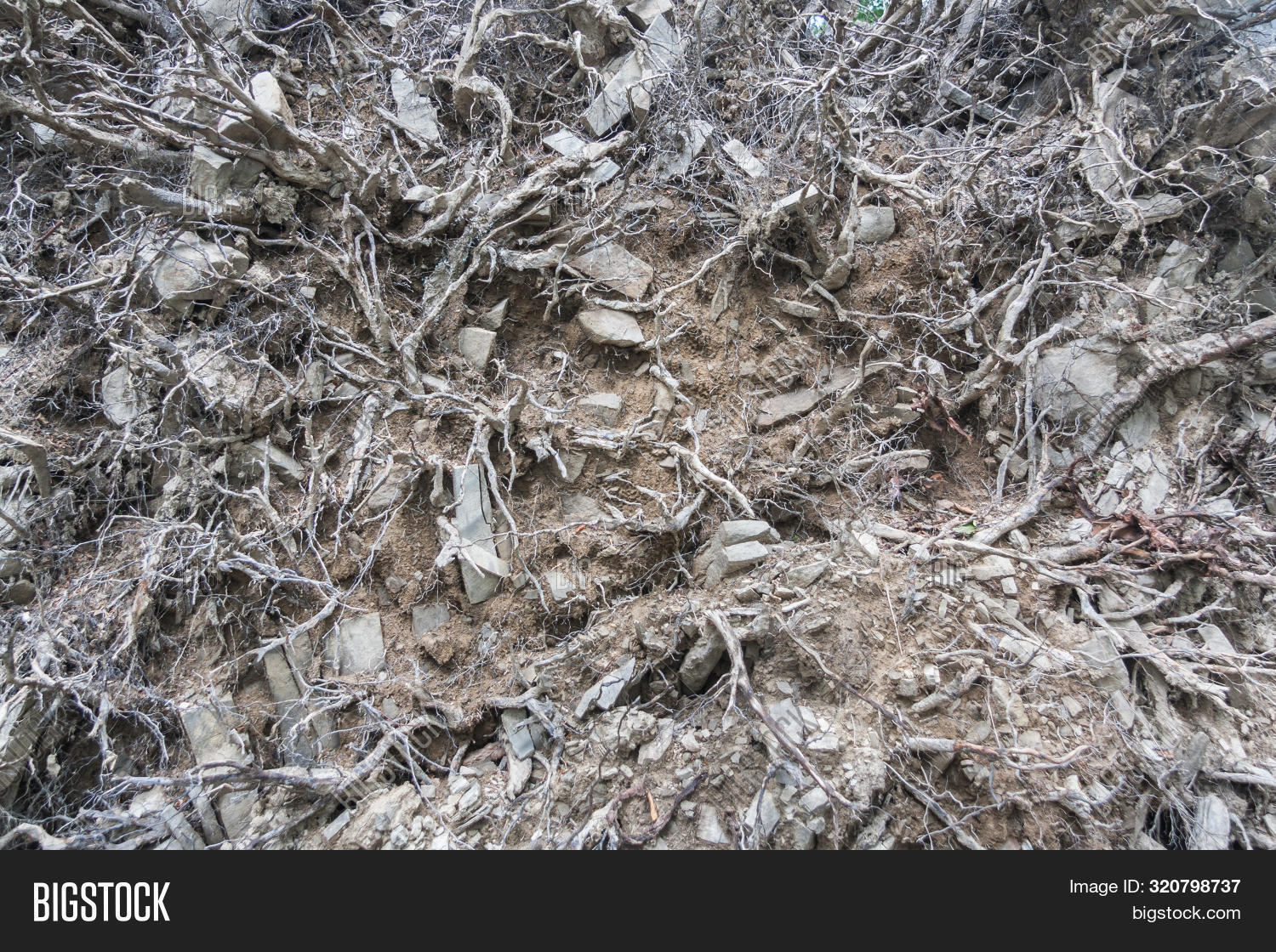Root System Fallen Image & Photo (Free Trial) | Bigstock