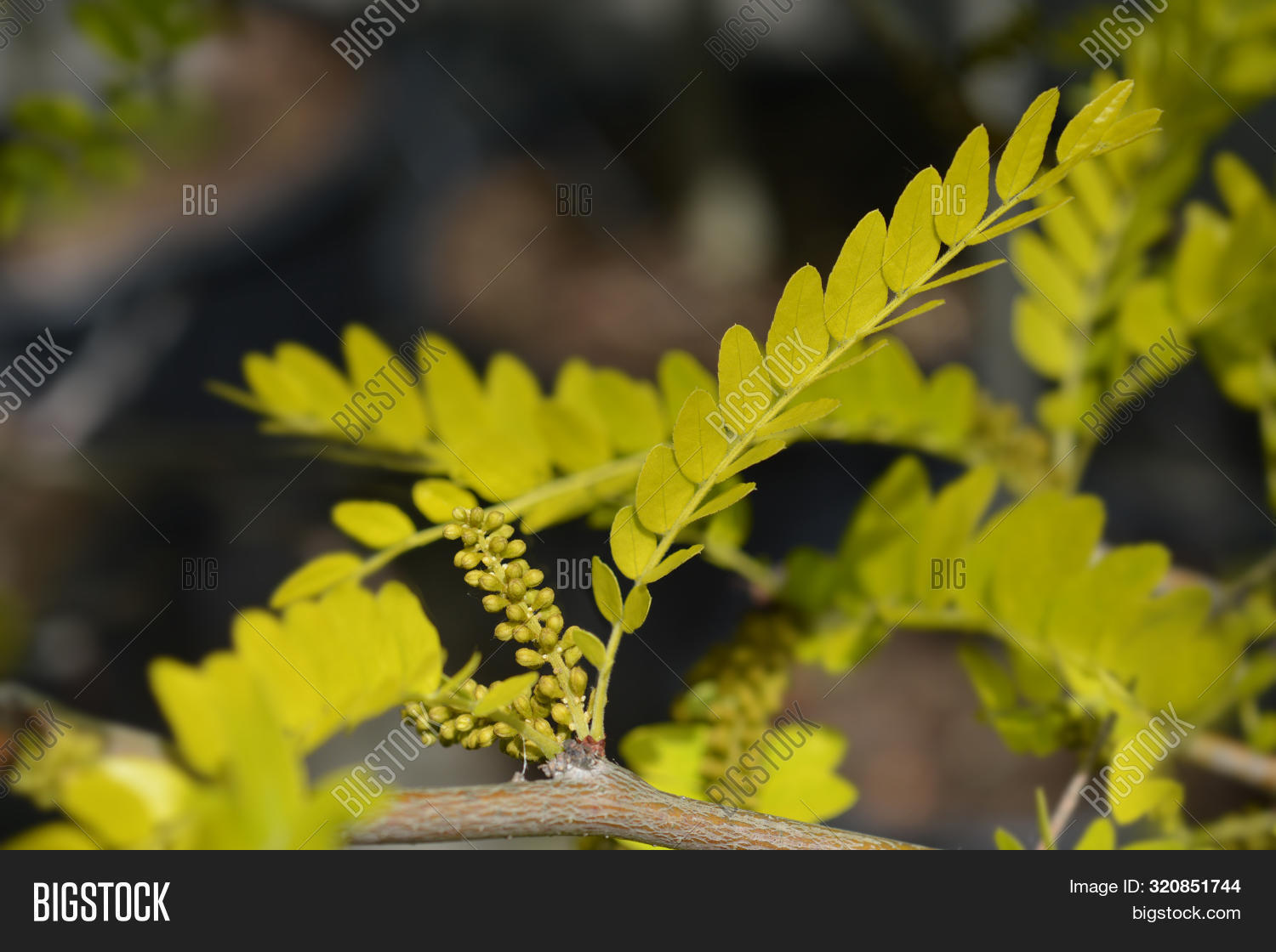Honey Locust Sunburst Image & Photo (Free Trial) | Bigstock