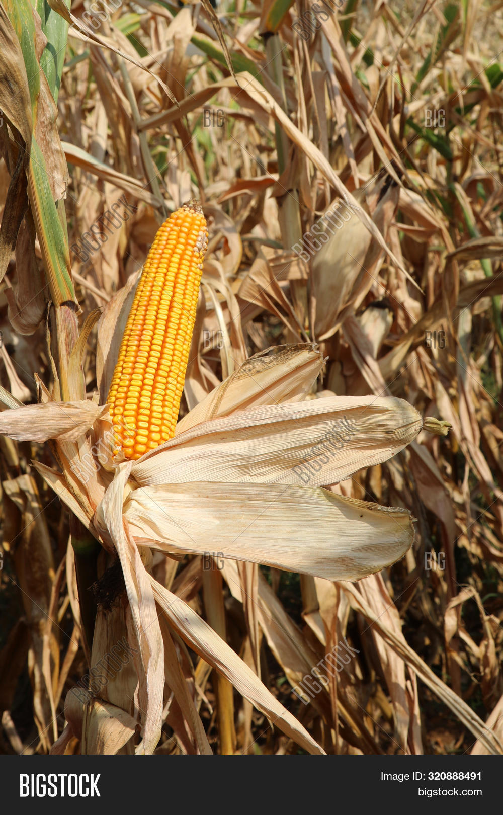 Panicle Maize Seeds Image & Photo (Free Trial) | Bigstock