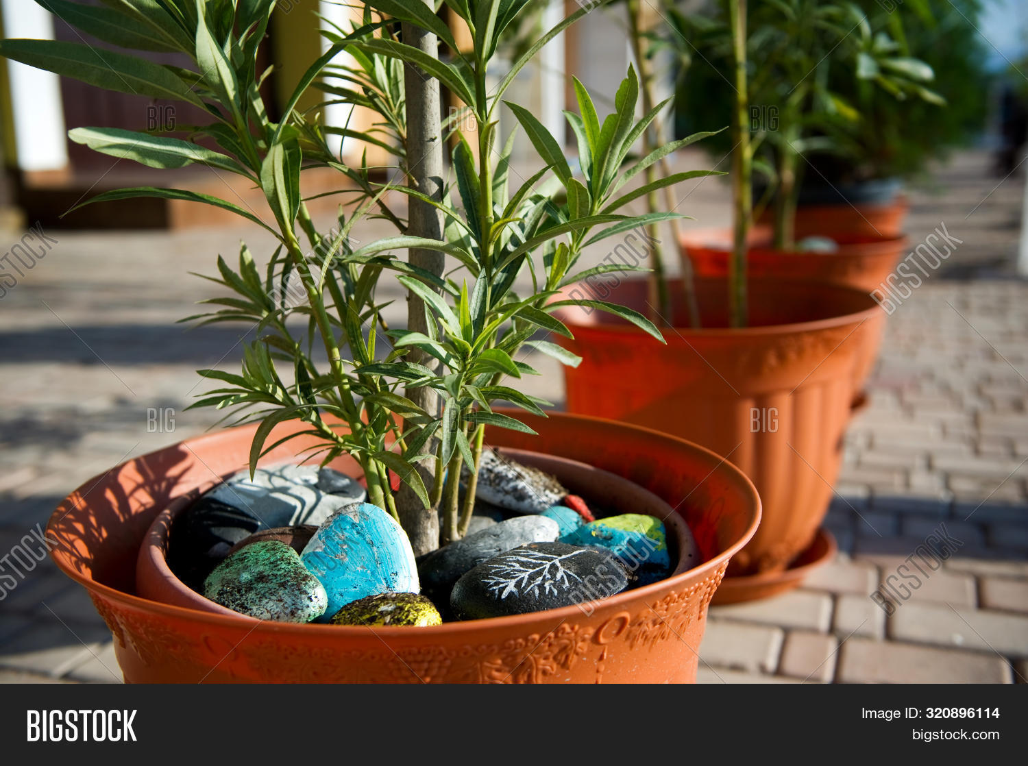 Outdoor Pot Plant Image & Photo (Free Trial) | Bigstock