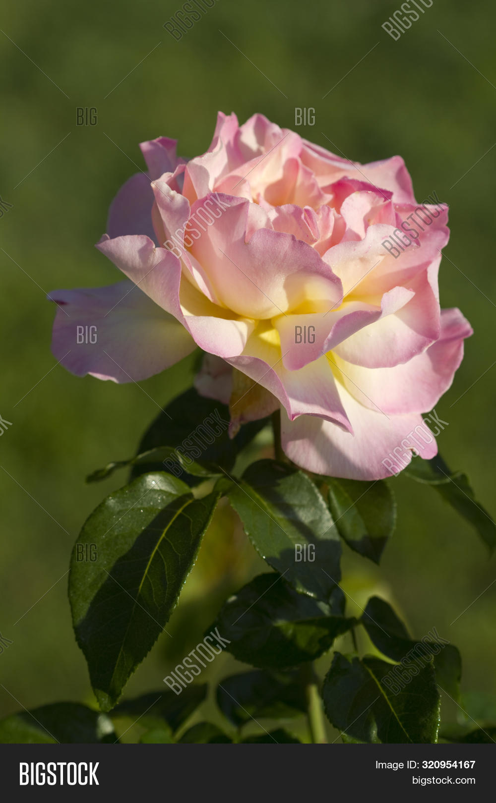 Beautiful Delicate Image & Photo (Free Trial) | Bigstock