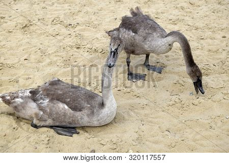 Young Swans On Sand. Image & Photo (Free Trial) | Bigstock