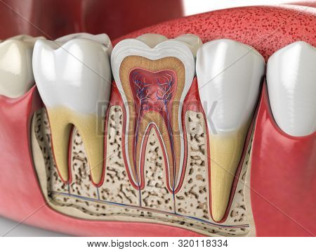 Human Teeth Anatomy. Image & Photo (Free Trial) | Bigstock