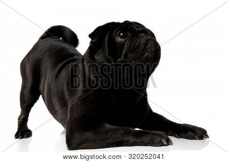 Dog Butt Images, Illustrations & Vectors (Free) - Bigstock