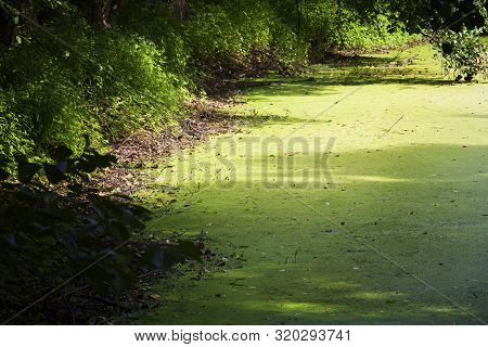 Swamp Duckweed Green Image & Photo (Free Trial) | Bigstock