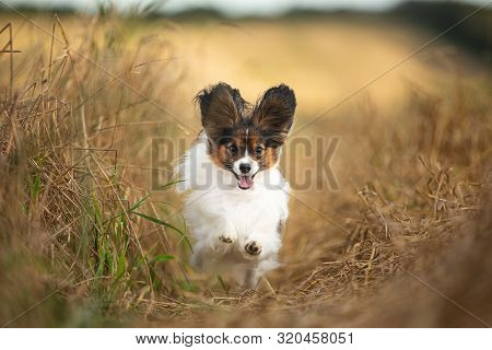 Happy Crazy Papillon Image & Photo (Free Trial) | Bigstock