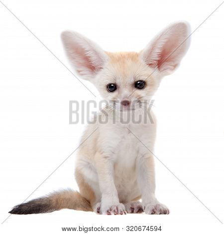 Pretty Fennec Fox Cub Image & Photo (Free Trial) | Bigstock