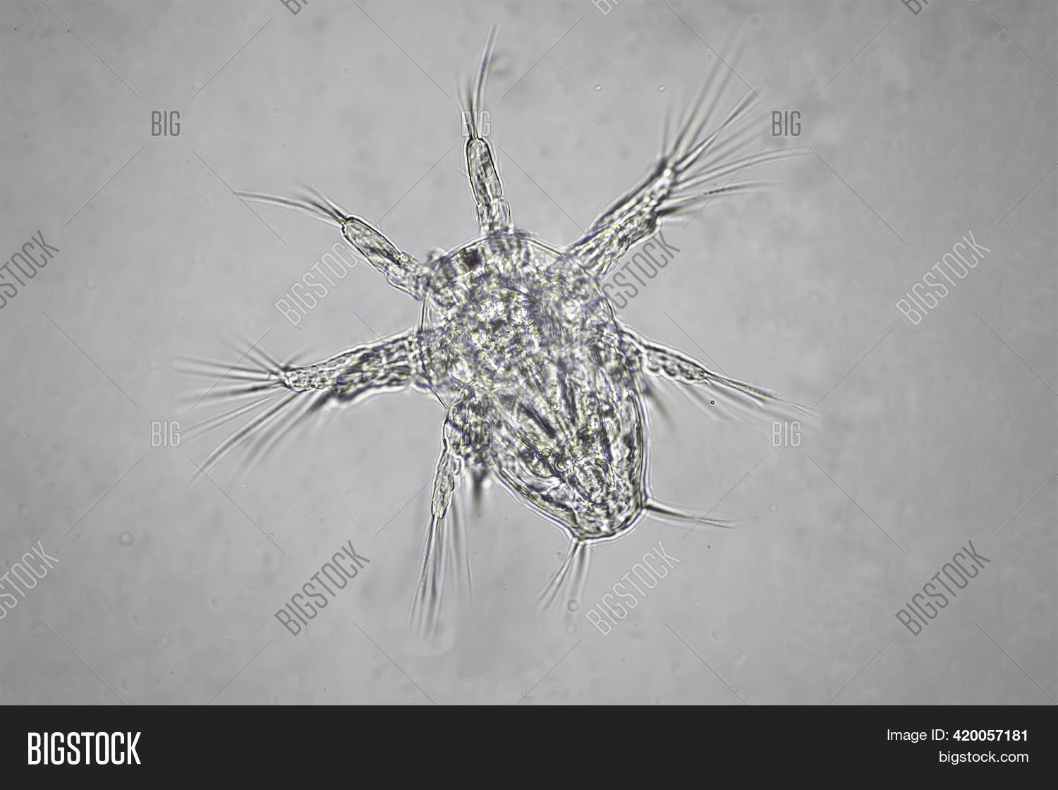 Nauplius Larva Water Image & Photo (Free Trial) | Bigstock
