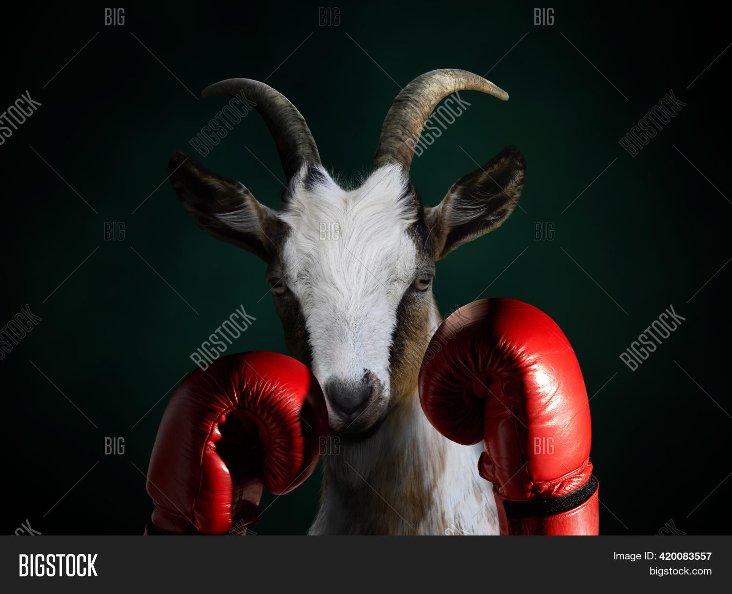 Goat Boxing Gloves. Image & Photo (Free Trial) | Bigstock