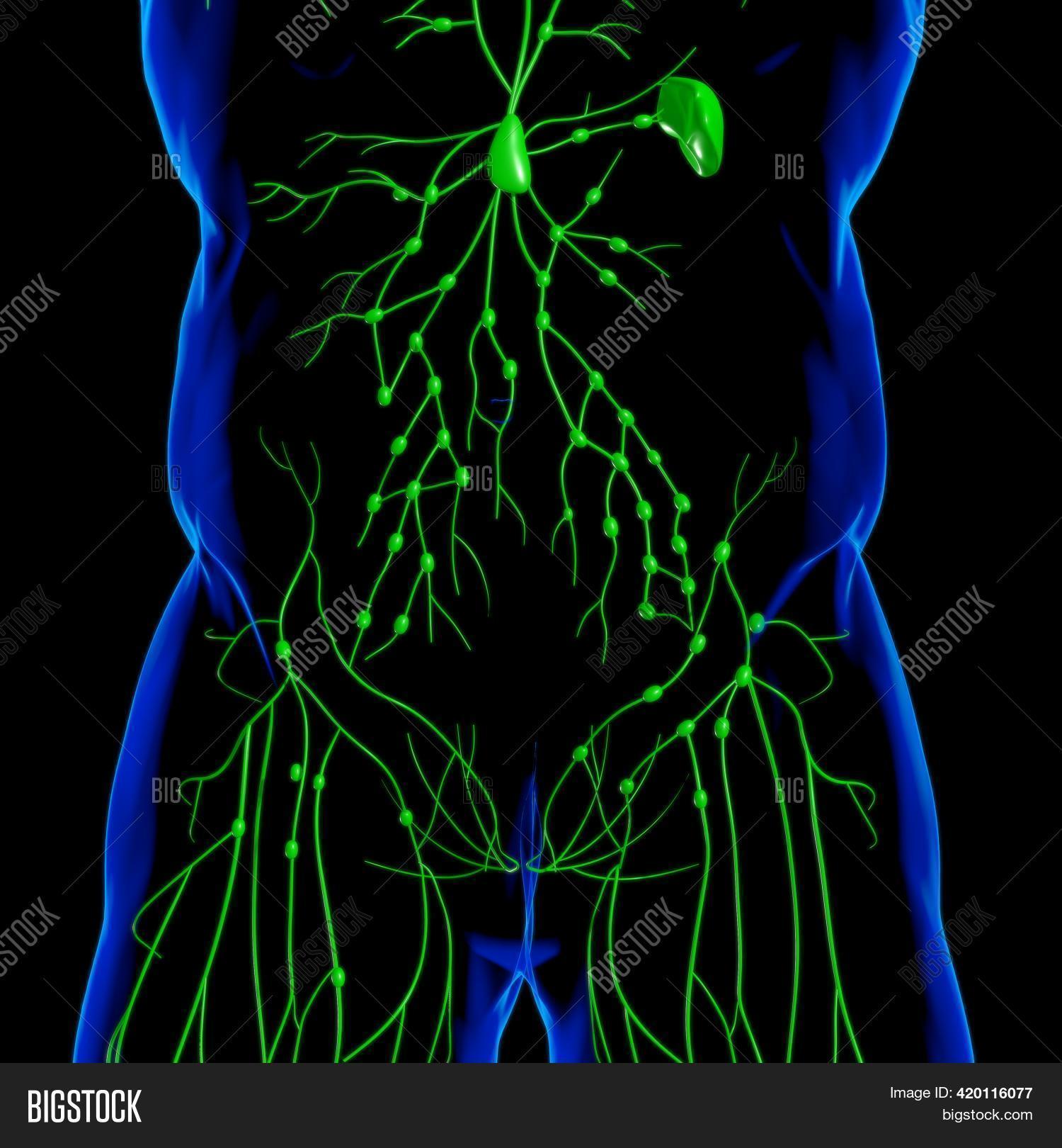 Human Lymph Nodes Image & Photo (Free Trial) | Bigstock