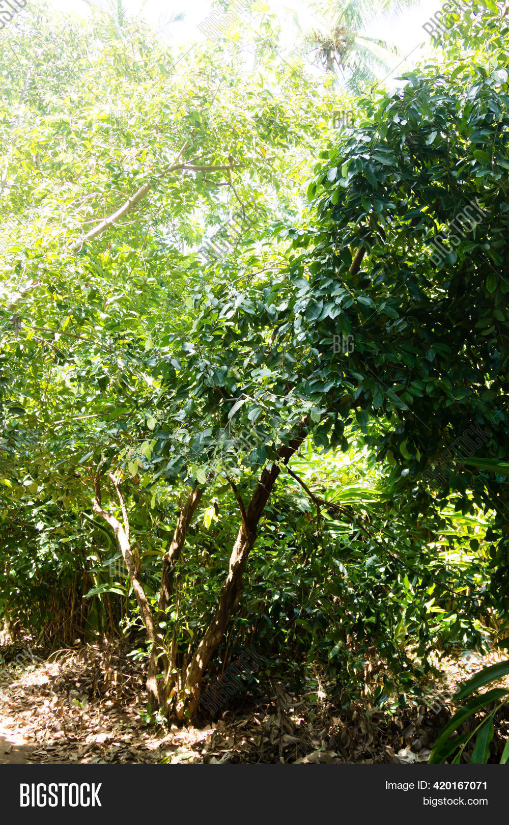 Cinnamon Cultivation Image & Photo (Free Trial) | Bigstock