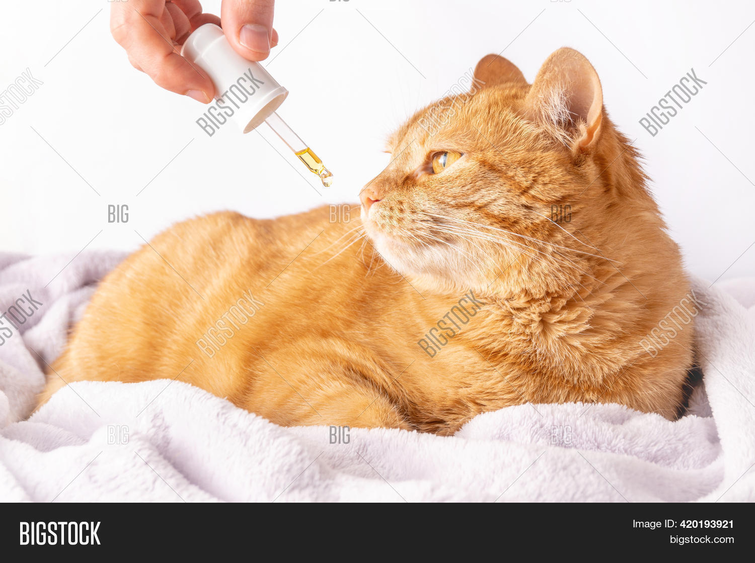Sad Ginger Cat Image & Photo (Free Trial) | Bigstock