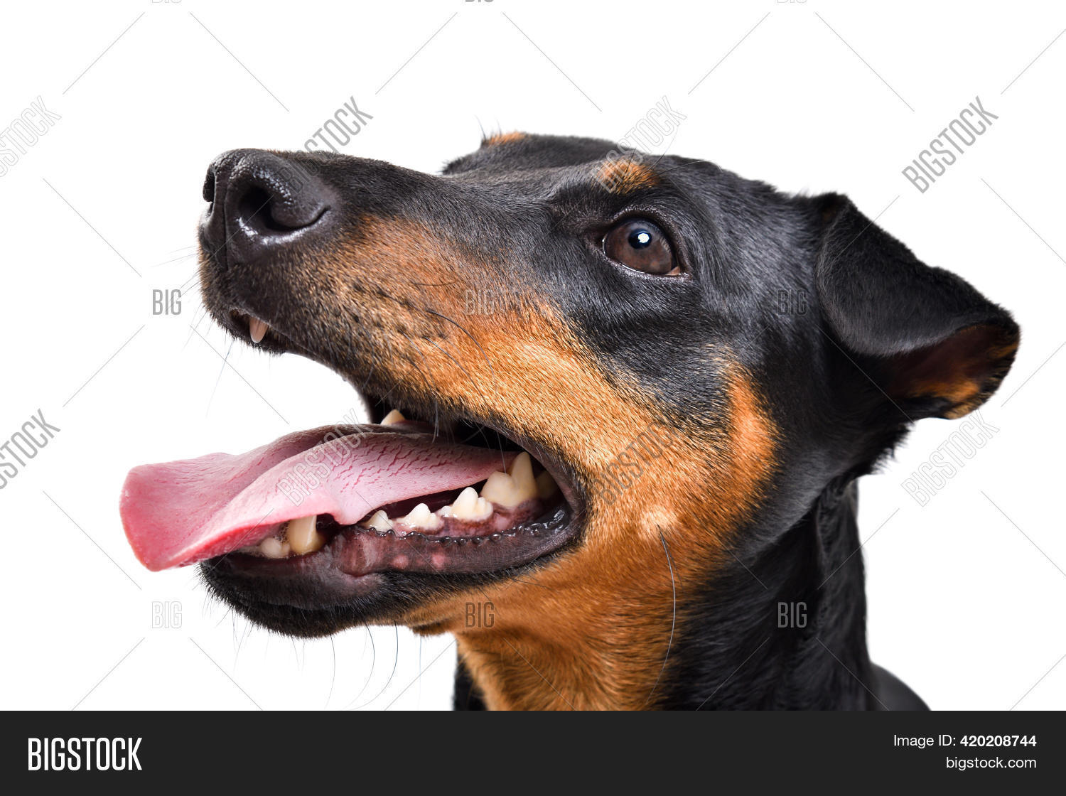 Does A Jagdterrier Need A Collar