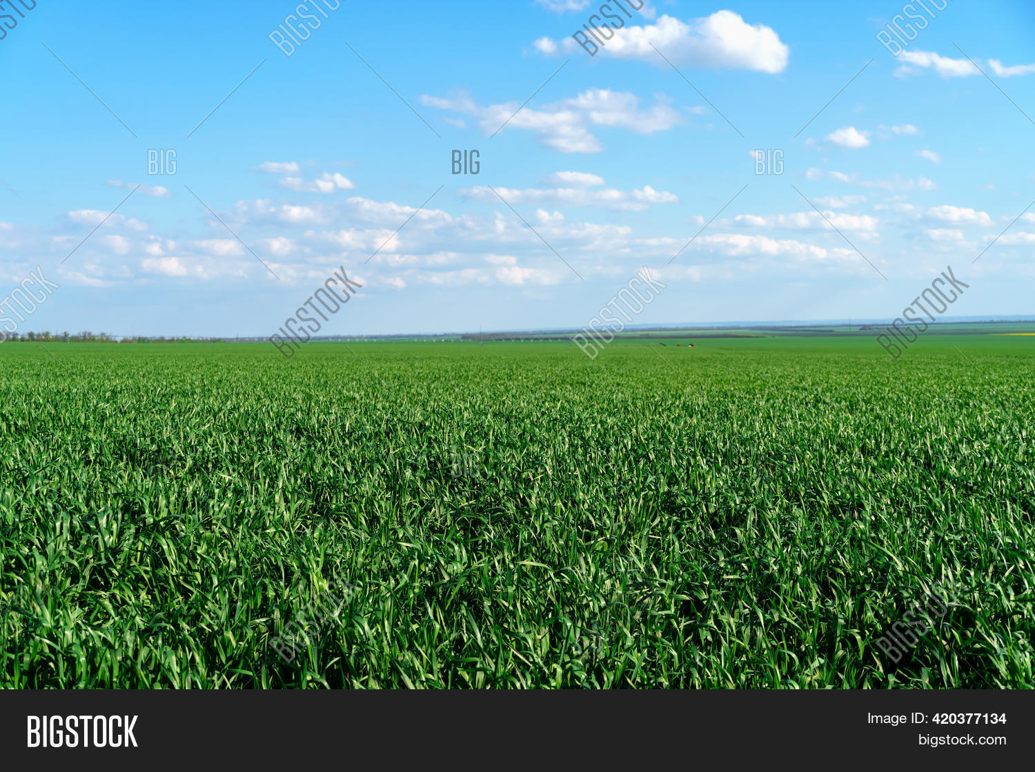 Field Growing Young Image & Photo (Free Trial) | Bigstock