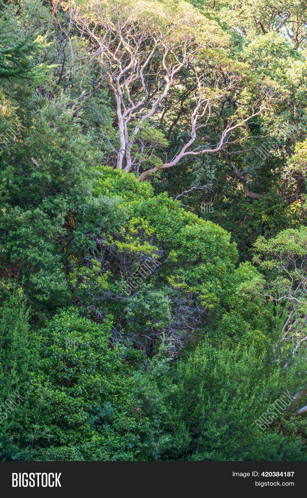 Thick Green Forest On Image & Photo (Free Trial) | Bigstock