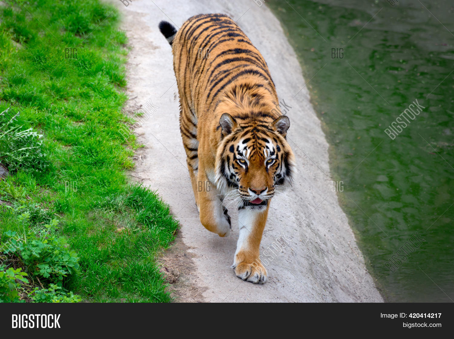Big Tiger Walking Image & Photo (Free Trial) | Bigstock