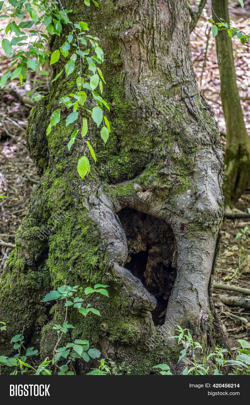 Old Large Hollow Tree Image & Photo (Free Trial) | Bigstock