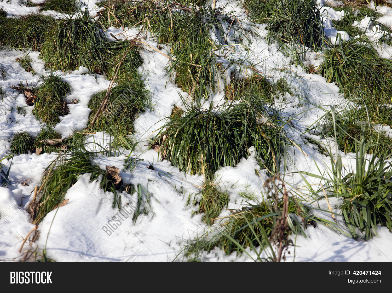 Clumps Grass Covered Image & Photo (Free Trial) | Bigstock