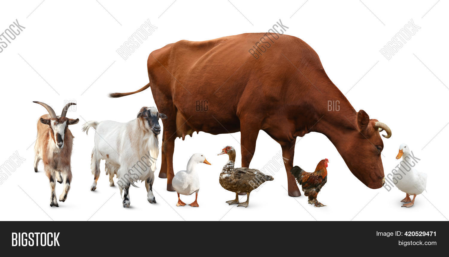 Group Different Farm Image & Photo (Free Trial) | Bigstock