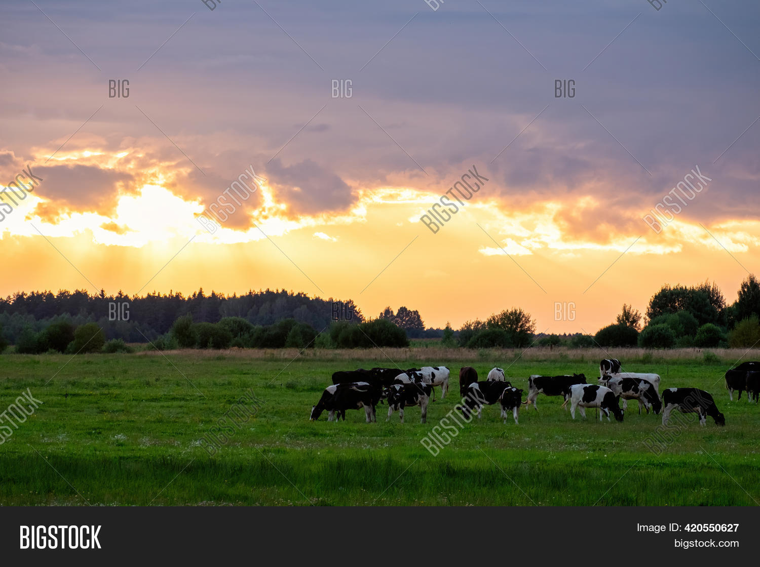 Epic Scene Cattle Farm Image & Photo (Free Trial) | Bigstock