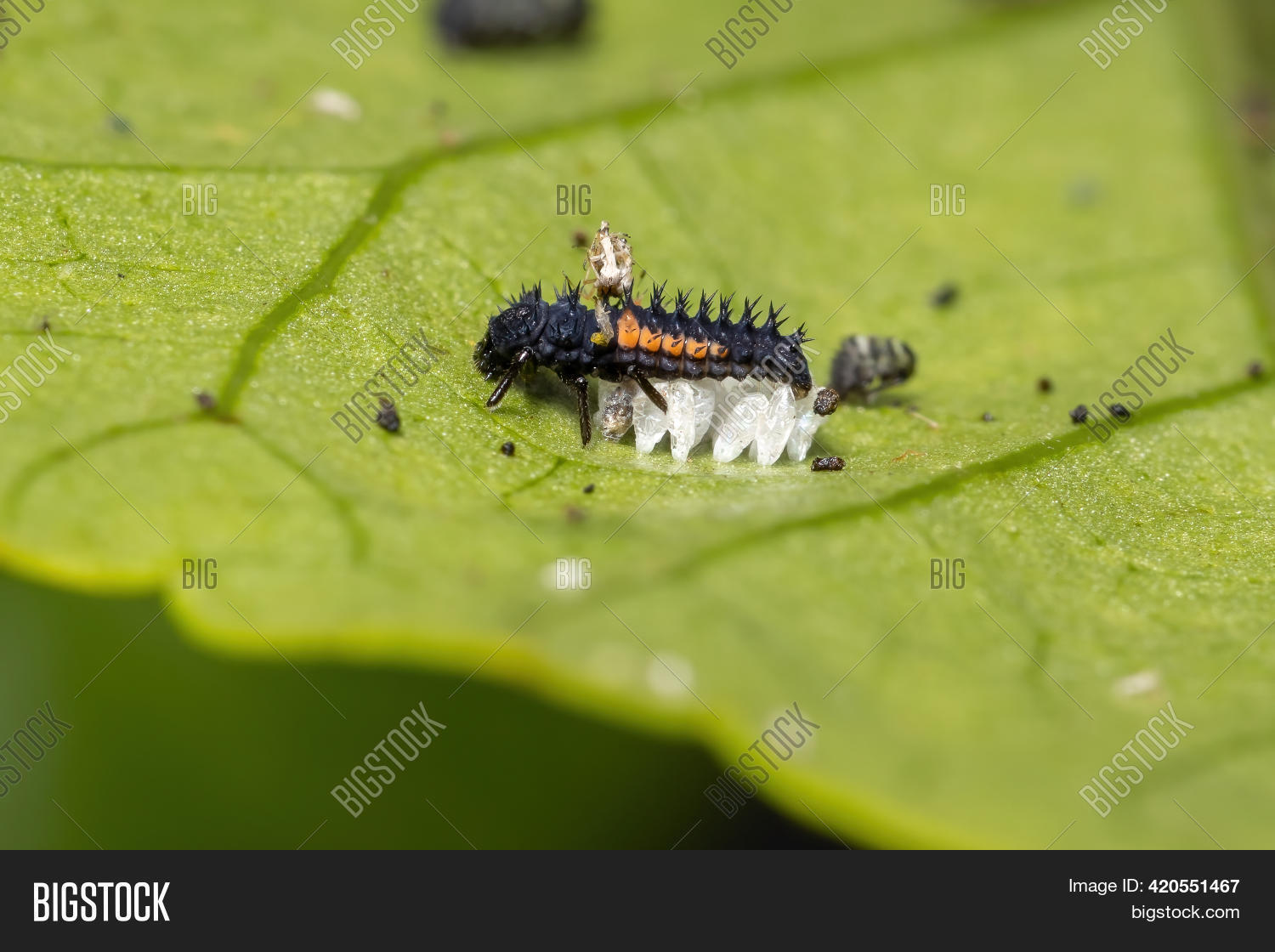Asian Lady Beetle Image & Photo (Free Trial) | Bigstock