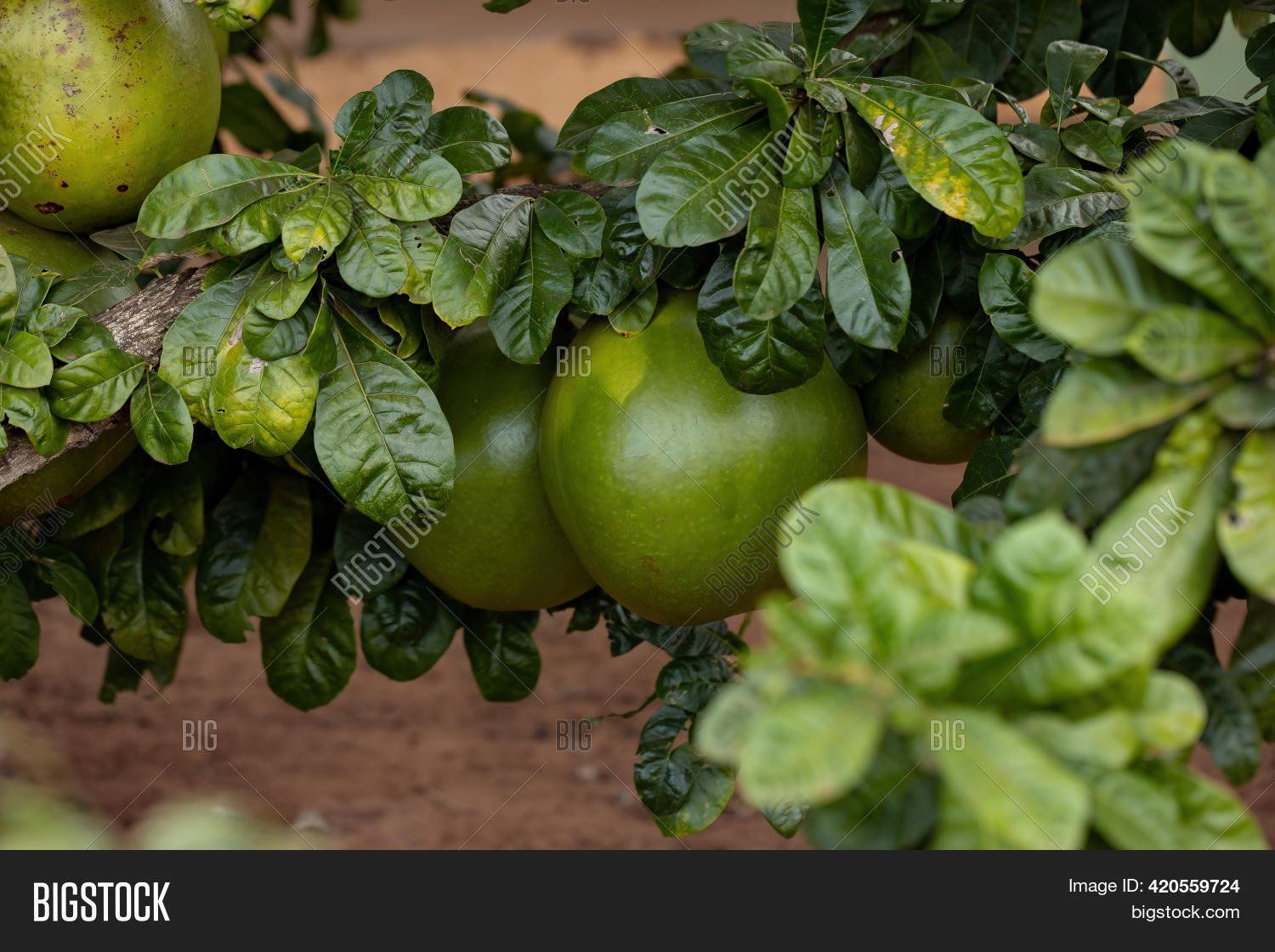 Calabash Tree Species Image & Photo (Free Trial) | Bigstock
