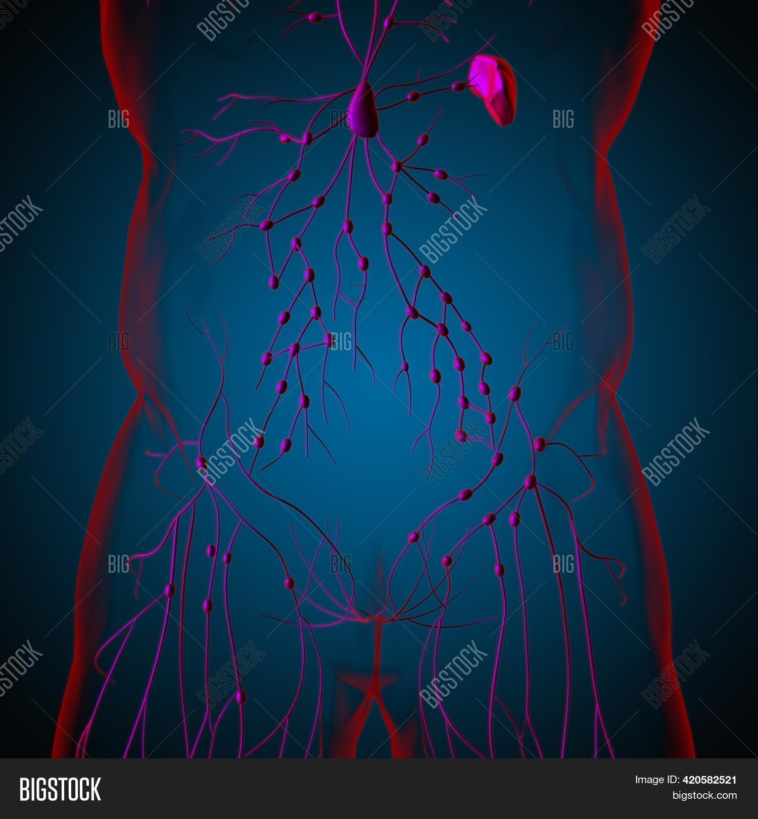 Human Lymph Nodes Image & Photo (Free Trial) | Bigstock